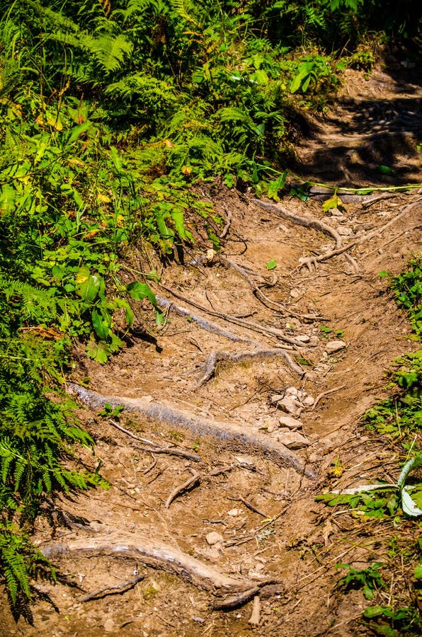 Dense Green Forest. Summer Winding Path between the Trees Stock Photo ...