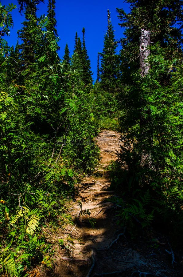 Dense Green Forest. Summer Winding Path between the Trees Stock Image ...