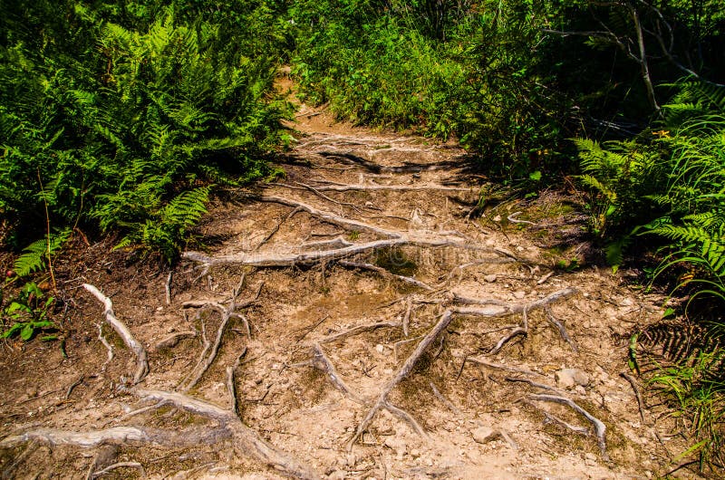 Dense Green Forest. Summer Winding Path between the Trees Stock Image ...