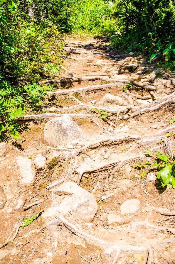 Dense Green Forest. Summer Winding Path between the Trees Stock Image ...
