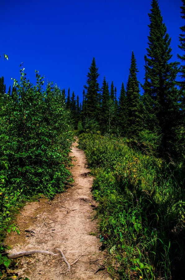 Dense Green Forest. Summer Winding Path between the Trees Stock Photo ...