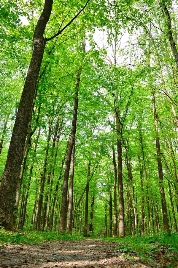 Dense Green Leaves of Shady Trees Stock Photo - Image of dense, trees ...