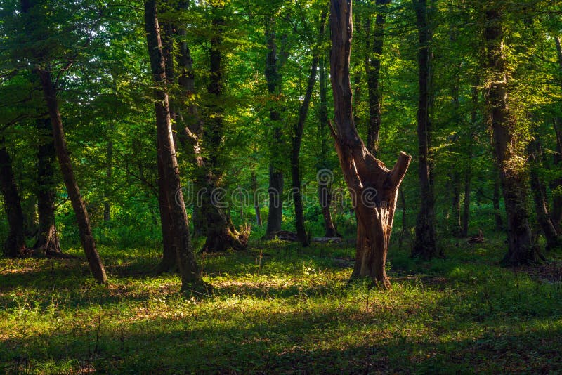 Dense Green Forest, Sunlight Stock Photo - Image of bright, nature ...