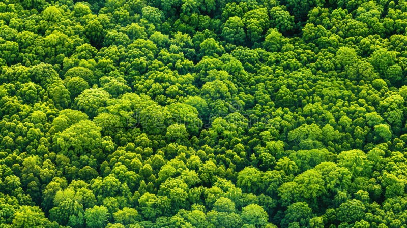A Dense Green Forest from a Top-down Aerial View, Showcasing the Canopy ...