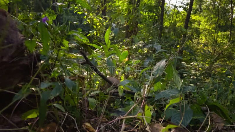 Dense Green Forest Underbrush with Sunlight Filtering through Foliage ...