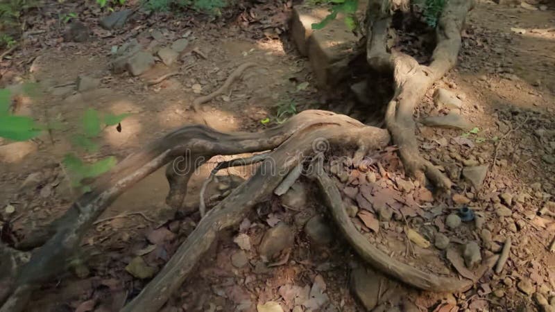 Dense Green Forest Underbrush with Sunlight Filtering through Foliage ...