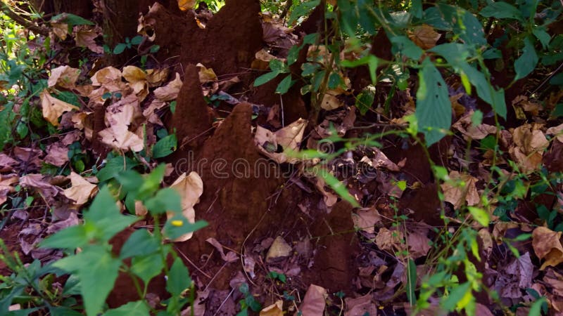 Dense Green Forest Underbrush with Sunlight Filtering through Foliage ...