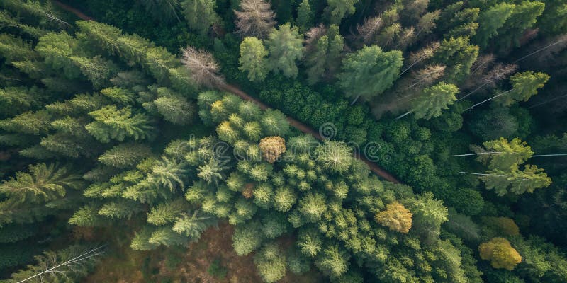 Dense Green Forest Viewed from Above Showcasing Diverse Tree Types and ...