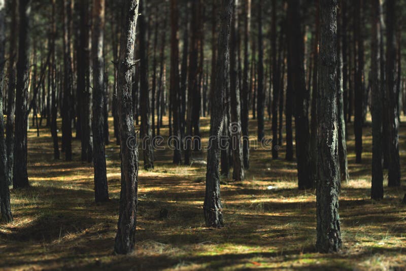 Dense Green Forest with Yellow Grass during the Daytime Stock Image ...