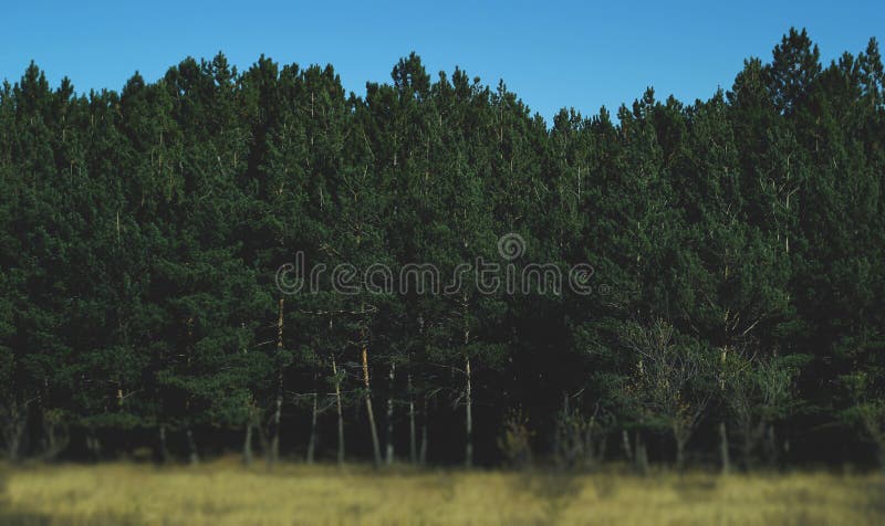 Dense Green Forest with Yellow Grass during the Daytime Stock Photo ...