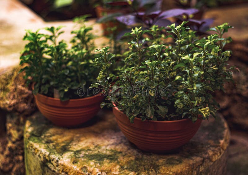 Dense Green Fresh Plants with Small Leaves in Clay Pots Stock Image ...