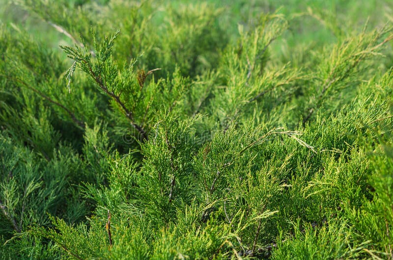 Dense Green Leafage of Savin Juniper Shrub Stock Photo - Image of ...