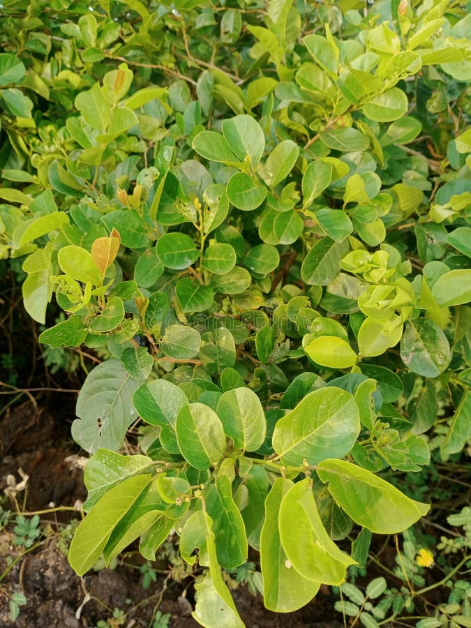 Dense Green Leaves Growing Above the Ground. Stock Image - Image of ...