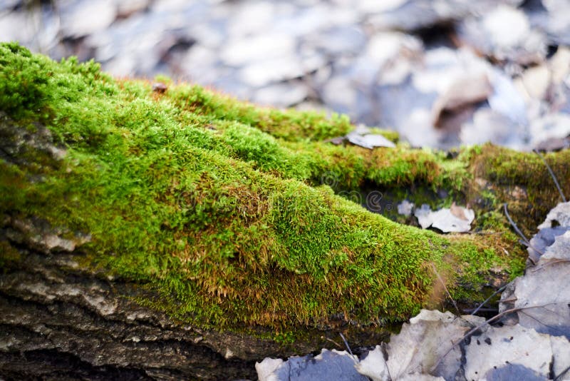 Dense Green Moss at the Foot of the Aspen Stock Photo - Image of ...