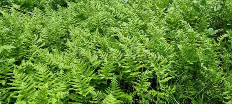 Dense Green Patch of Ferns in the Wild Stock Photo - Image of landscape ...