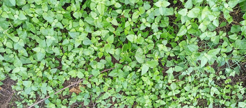Dense Green Small-Leaf Ground Cover Texture Stock Photo - Image of ...