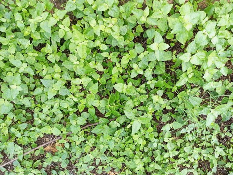Dense Green Small-Leaf Ground Cover Texture Stock Photo - Image of ...