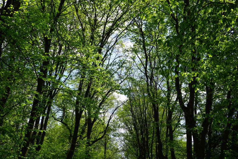 Dense Green Summer Forest with Many Tall Trees and Morning Sun Light ...
