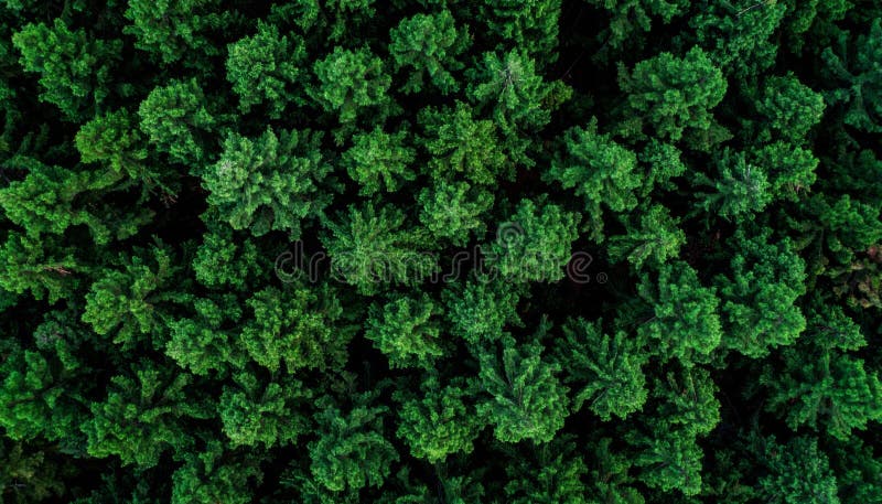 Dense Green Tree Canopy Pattern from Above in Summer Aerial View Stock ...
