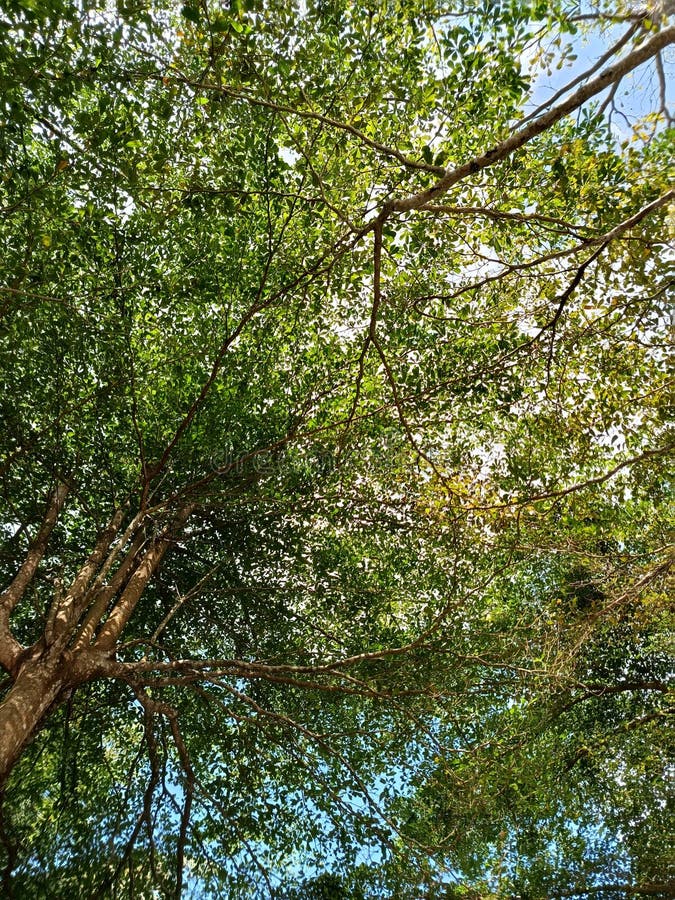 Dense Green Tree Canopy with Sunlight from Below Stock Photo - Image of ...