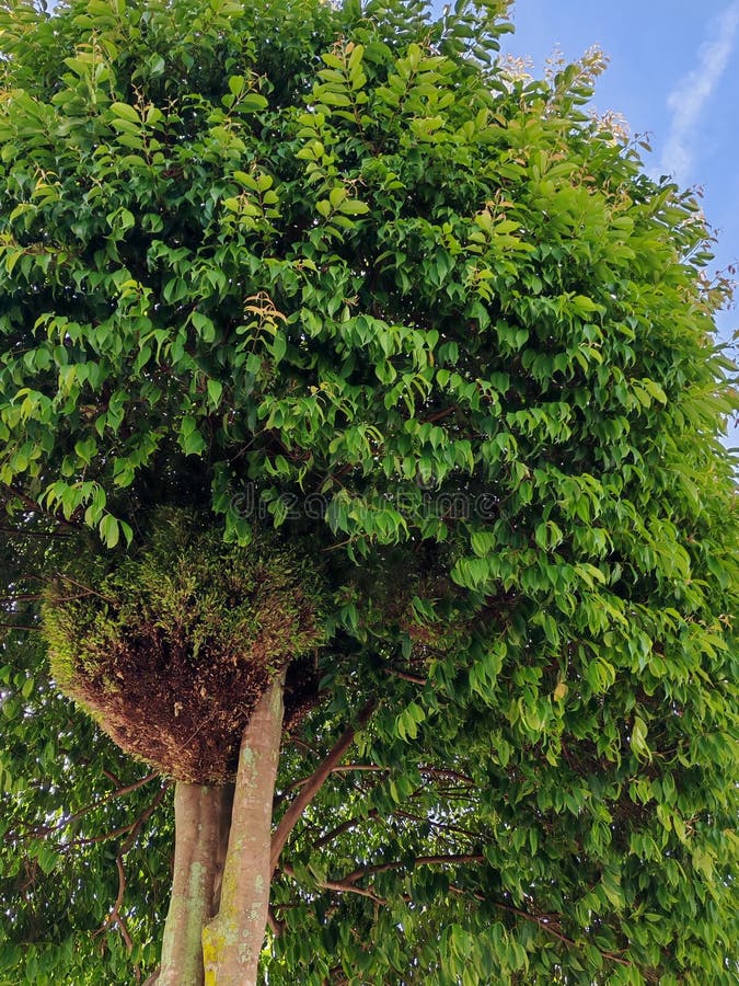 Dense Green Tree Canopy with Unique Growth Stock Photo - Image of ...