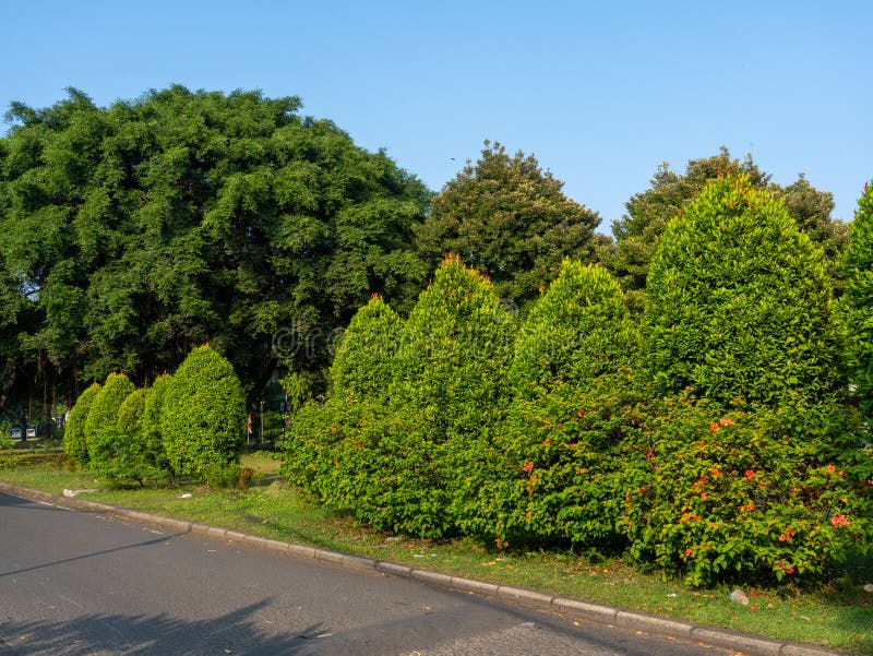 Dense Green Trees on a Sunny Morning with a Clear Blue Sky Stock Image ...