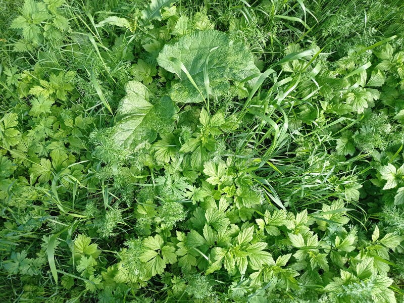 Dense Greenery, Grass and Burdocks, Top View, Detailed Background Stock ...
