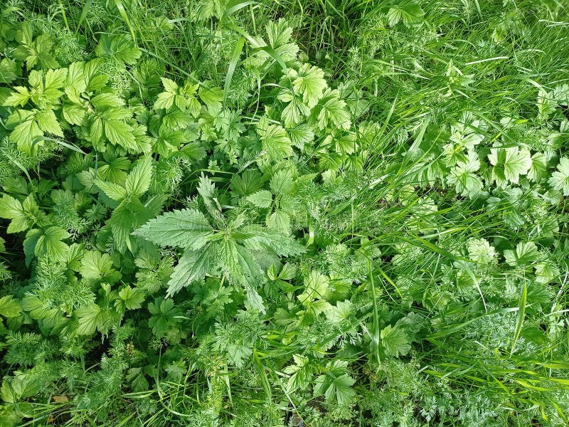 Dense Greenery, Grass and Nettle, Top View, Detailed Background Stock ...