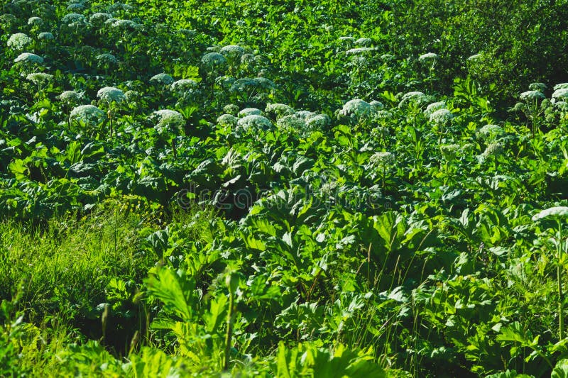 Dense Bushes Isolated Stock Photos - Free & Royalty-Free Stock Photos ...