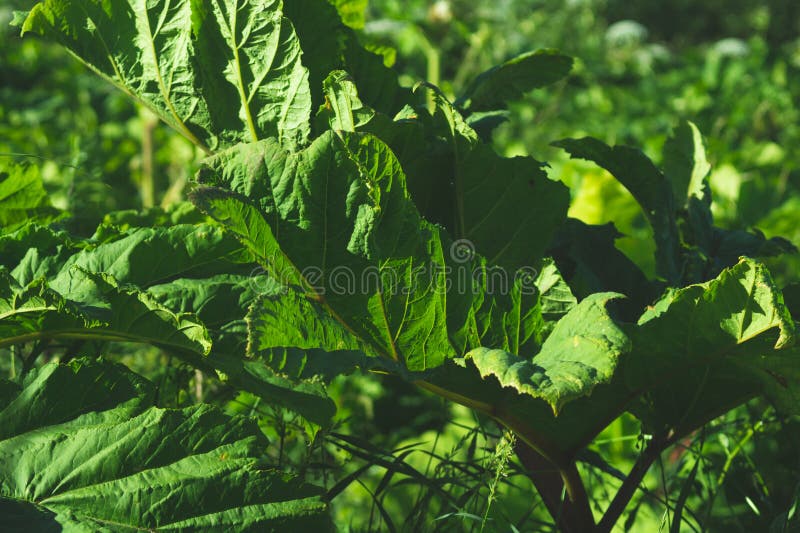Dense Greenery with Leaves and Bushes Stock Image - Image of bush ...