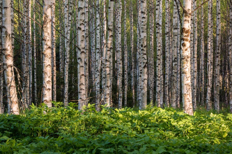 Dense Ground Elder Wild Herb Plant in Birch Forest Stock Photo - Image ...