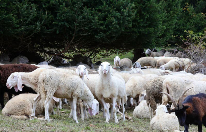 Group of Sheep in the Flock on the Farm Along with Some Goats Stock ...