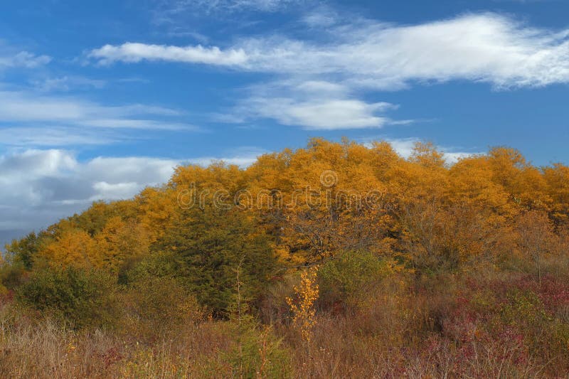 A Dense Group of Trees with Yellow Leaves Behind Small Trees with Green ...