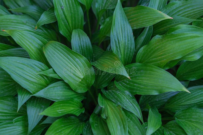 Dense grove of leaves. stock image. Image of colored - 260830871