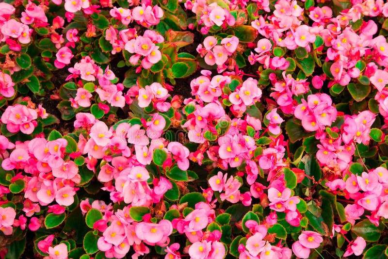 The Dense Growth of Begonia Flowers Stock Image - Image of blossom ...