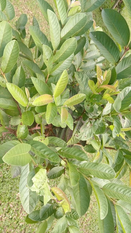 Dense Guava Tree Psidium Guajava Stock Photo - Image of garden, organic ...