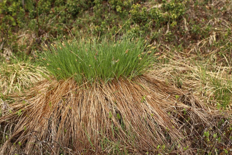 Dense Hassock of Carex Nigra, the Common Sedge Stock Photo - Image of ...
