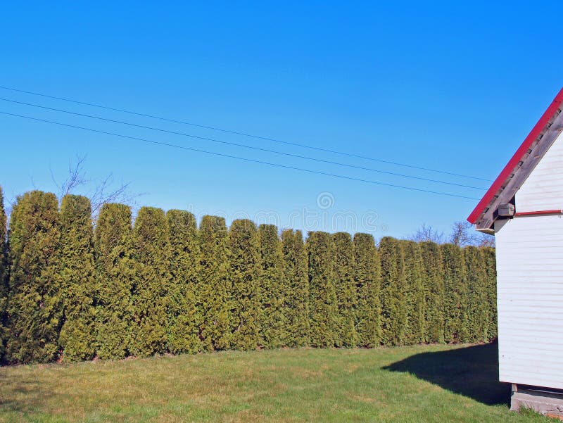 Thuja hedge stock image. Image of high, hedge, wall - 169432307