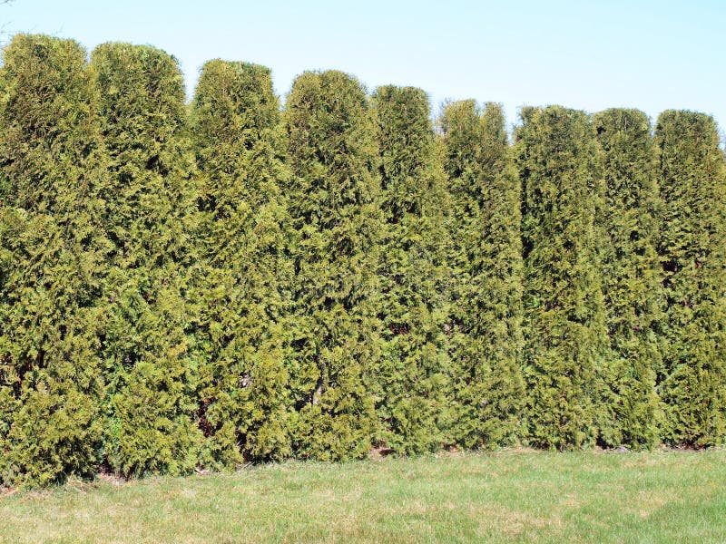 Thuja hedge 2 stock photo. Image of solid, thick, leaves - 169432620