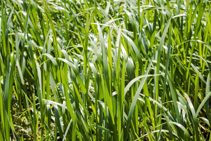 Dense high grass field stock image. Image of grow, clean - 177240835