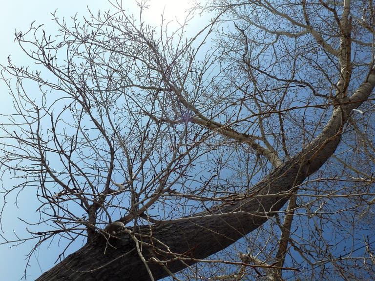 A Dense Interweaving of Bare Branches of a Spreading Tree Against a ...