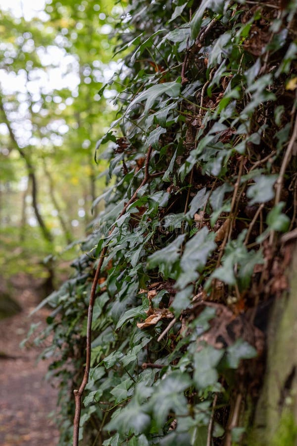 Dense Ivy on an Old Stone Wall Stock Image - Image of summer, backdrop ...
