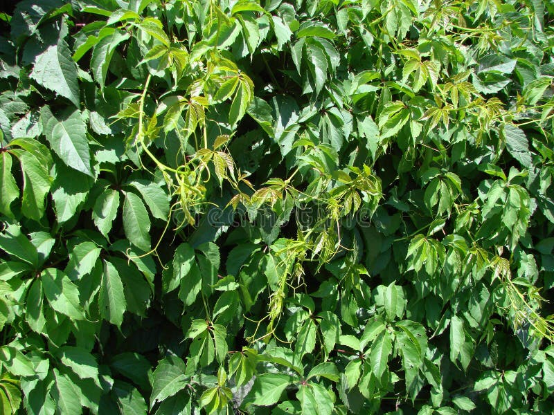Dense Ivy on Wall Fresh Green Leaves Texture Background Stock Photo ...