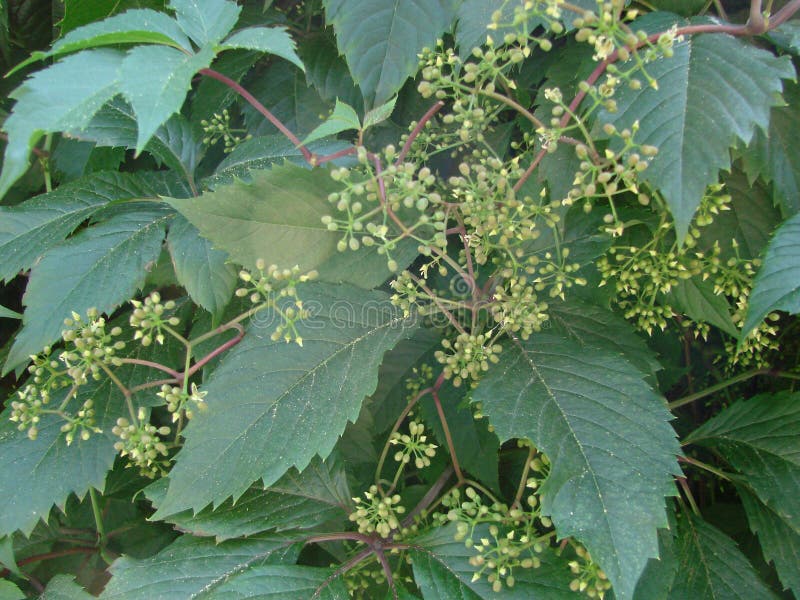 Dense Ivy on Wall Fresh Green Leaves Texture Background Stock Photo ...