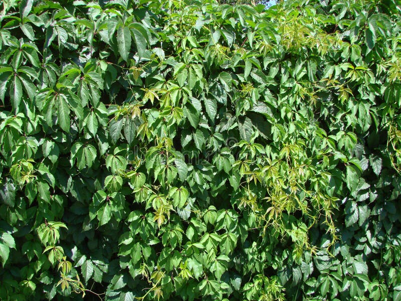 Dense Ivy on Wall Fresh Green Leaves Texture Background Stock Image ...