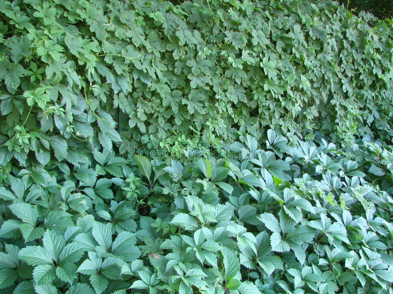 Dense Ivy on Wall Fresh Green Leaves Texture Background Stock Image ...