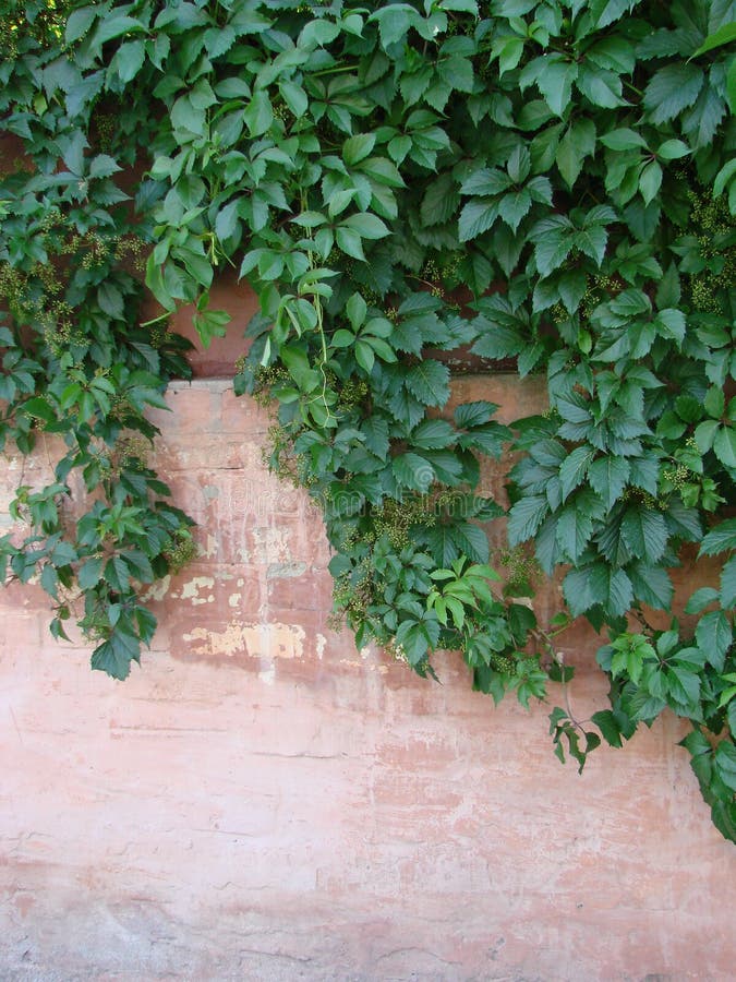 Dense Ivy on Wall Fresh Green Leaves Texture Background Stock Image ...