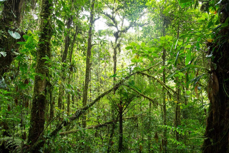 Dense Jungle with Many Trees Stock Image - Image of background, green ...