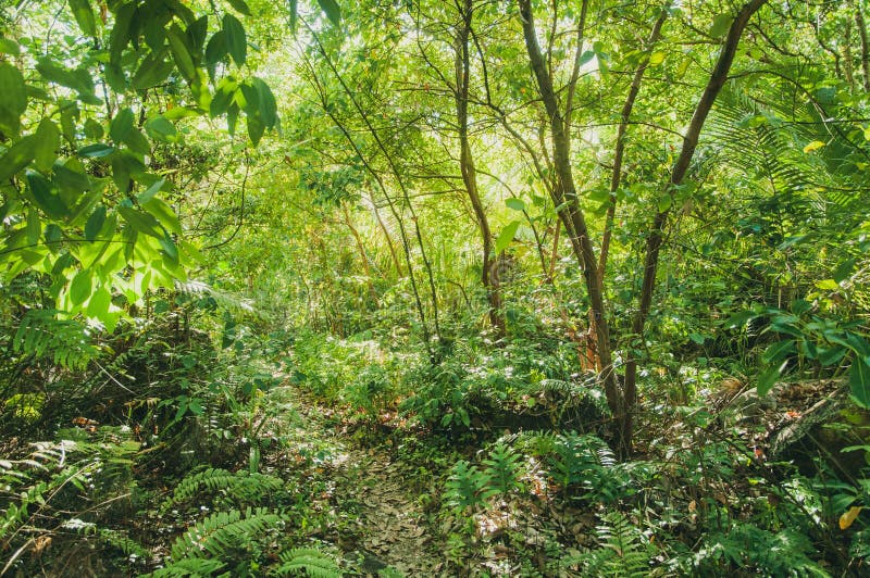 Dense Jungle in the Tropical Forest in Seychelles Stock Photo - Image ...