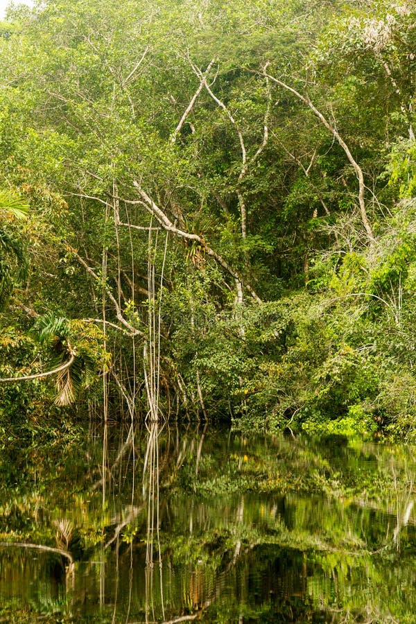 Dense Jungle Vegetation stock photo. Image of lagoon - 61381764